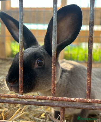 Himalayan Rabbits Breed - Information, Temperament, Size & Price ...