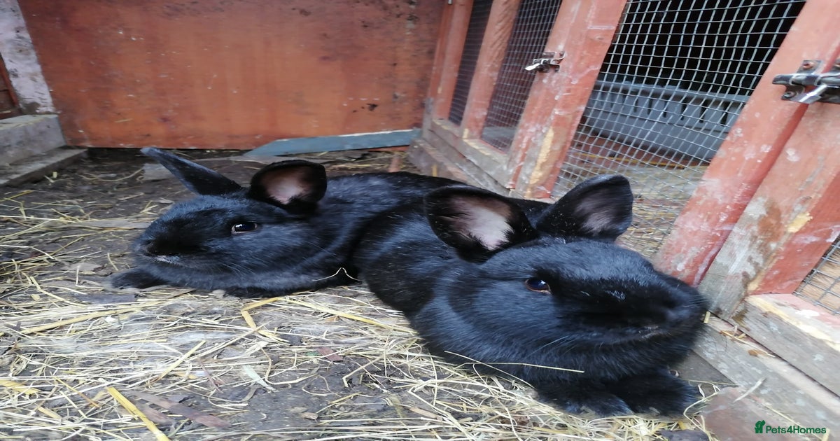 Netherland dwarf brothers for sale in Hailsham | Pets4Homes