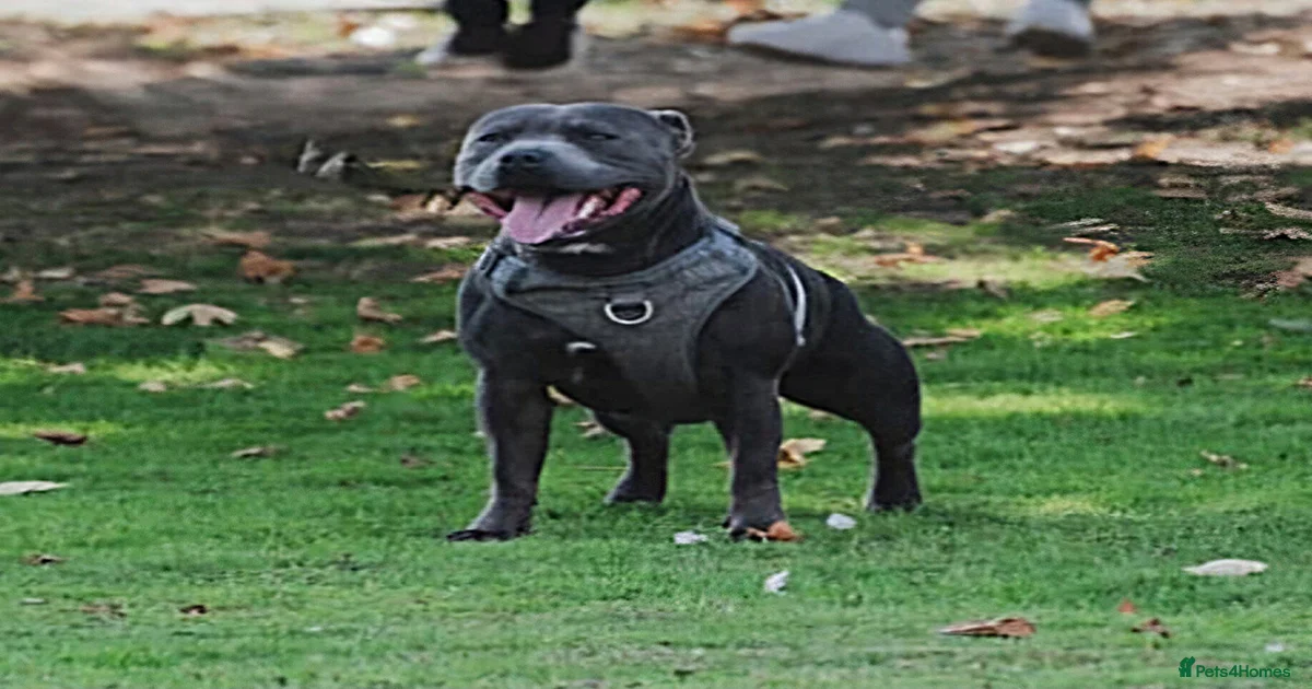 👑Champion Blue Bloodline👑 - Axel for stud in Nuneaton | Pets4Homes
