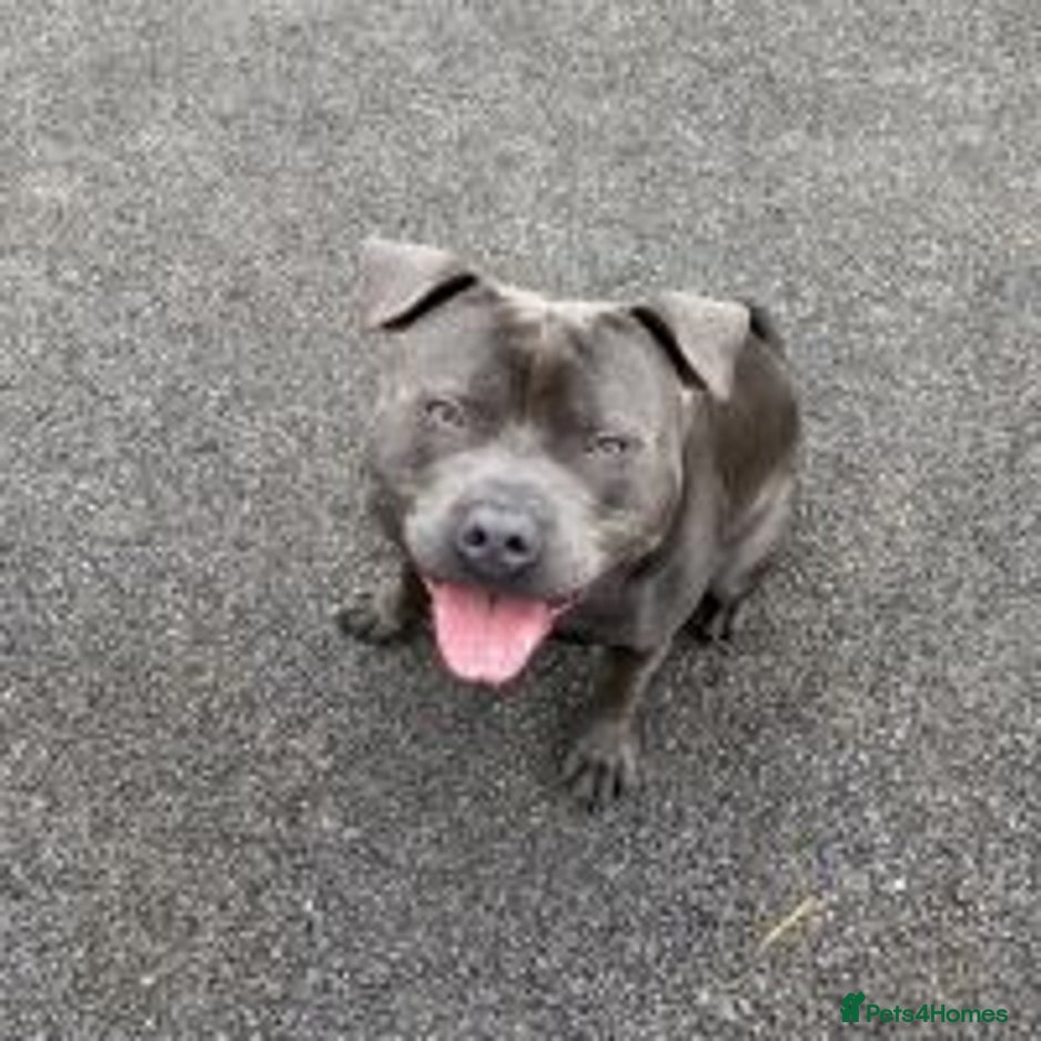 Champion Staffordshire Bull Terrier puppies for sale | Pets4Homes