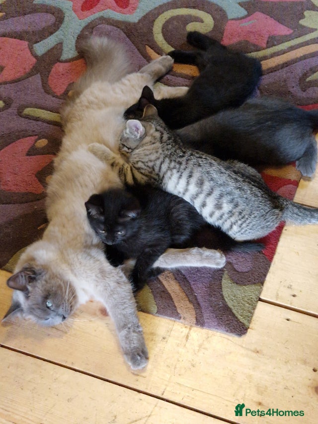 Ragdoll x Egyptian Mau for sale in Saltash | Pets4Homes