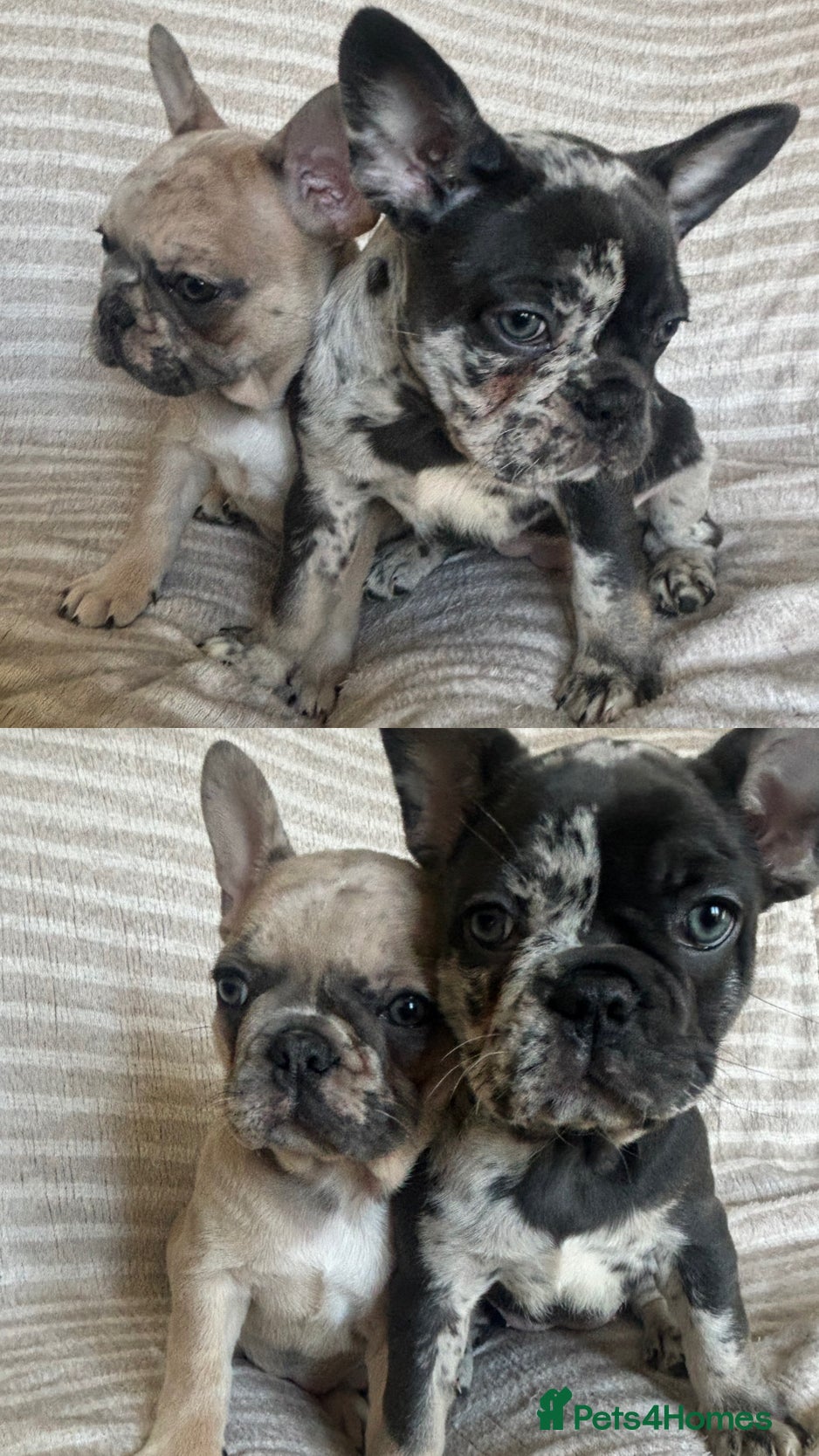 French Bulldog Dogs Breed - Information, Temperament, Size & Price ...