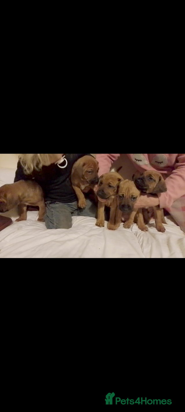 Rhodesian Ridgeback Puppies for sale in Birmingham | Pets4Homes