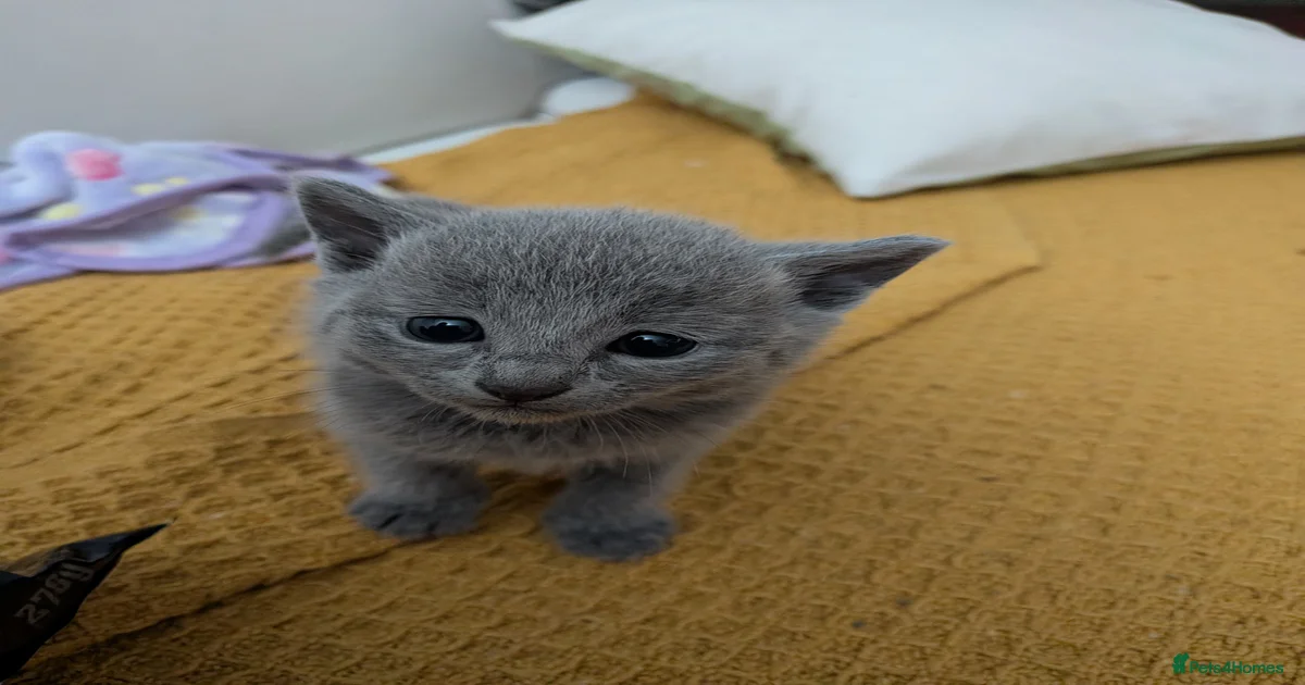 Russian Blue Kittens for sale | Pets4Homes