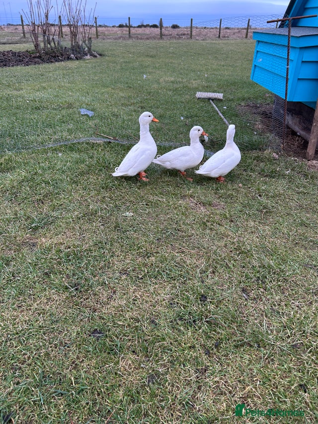 2 Male Call Ducks for sale in Wigton | Pets4Homes