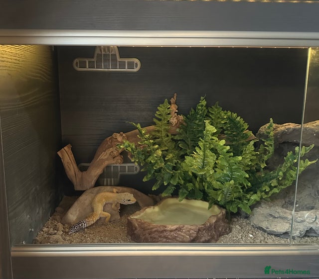 Male leopard gecko for sale in Crook | Pets4Homes