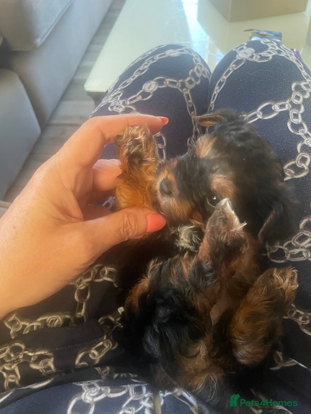 Ready to go 2 boys snd 2 girls for sale in Manchester | Pets4Homes