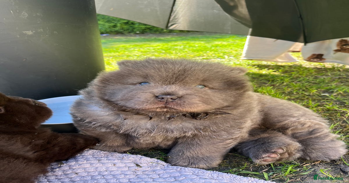 Last Chow Chow for sale in Manchester | Pets4Homes