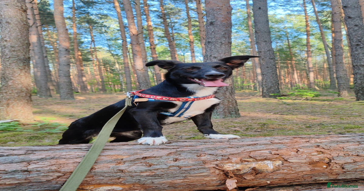 NICOLE – Border Collie (Female) for adoption in West Malling | Pets4Homes