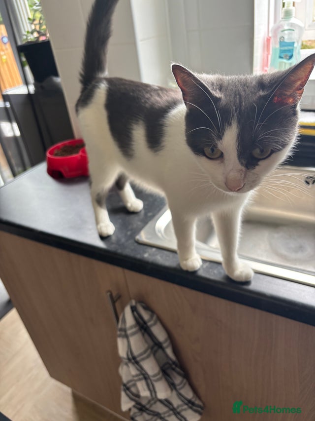 Female kitten for sale in London | Pets4Homes