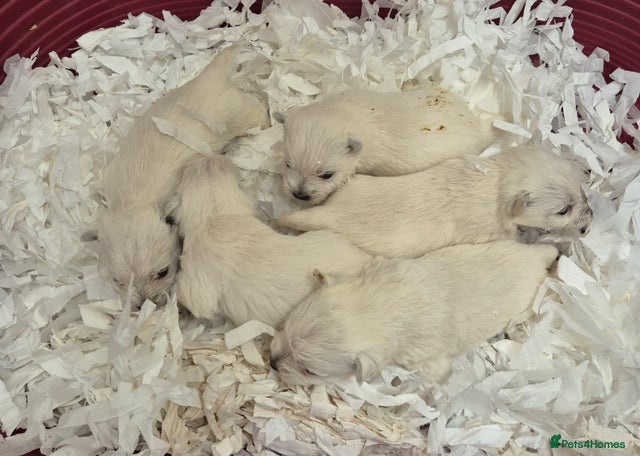 West Highland Puppies for sale in Godstone | Pets4Homes