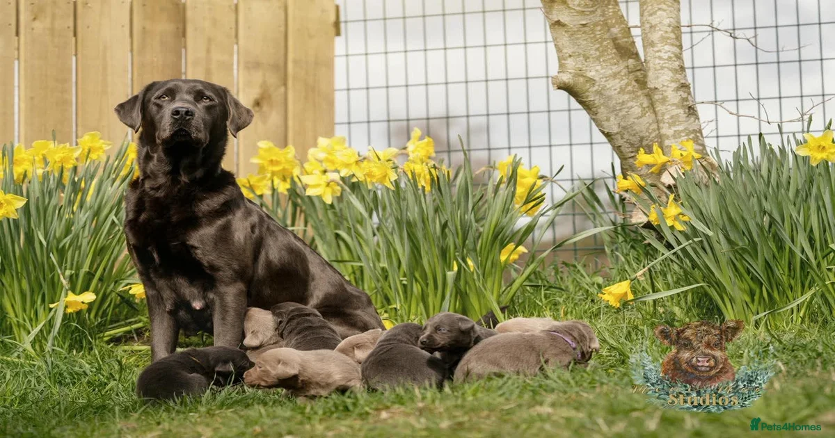 Labrador Retriever Puppies for sale in Scotland | Pets4Homes