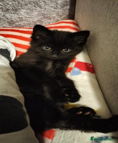 Toybob Cats Breed - Information, Temperament, Size & Price | Pets4Homes