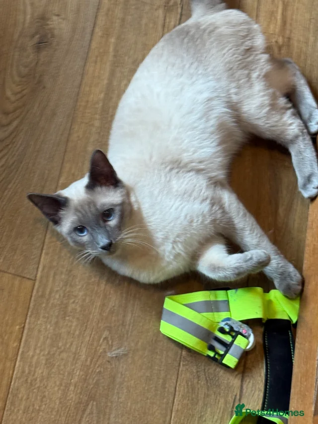 Siamese Kitten for sale in Norwich | Pets4Homes