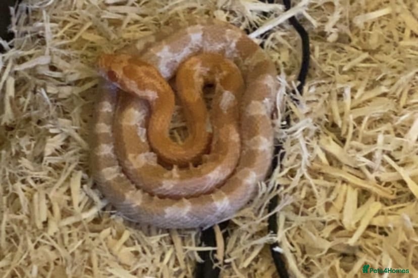 2 year old Corn Snake for sale in Buxton | Pets4Homes