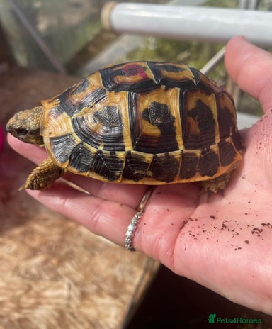 Tortoise Pets & Animals for sale | Pets4Homes