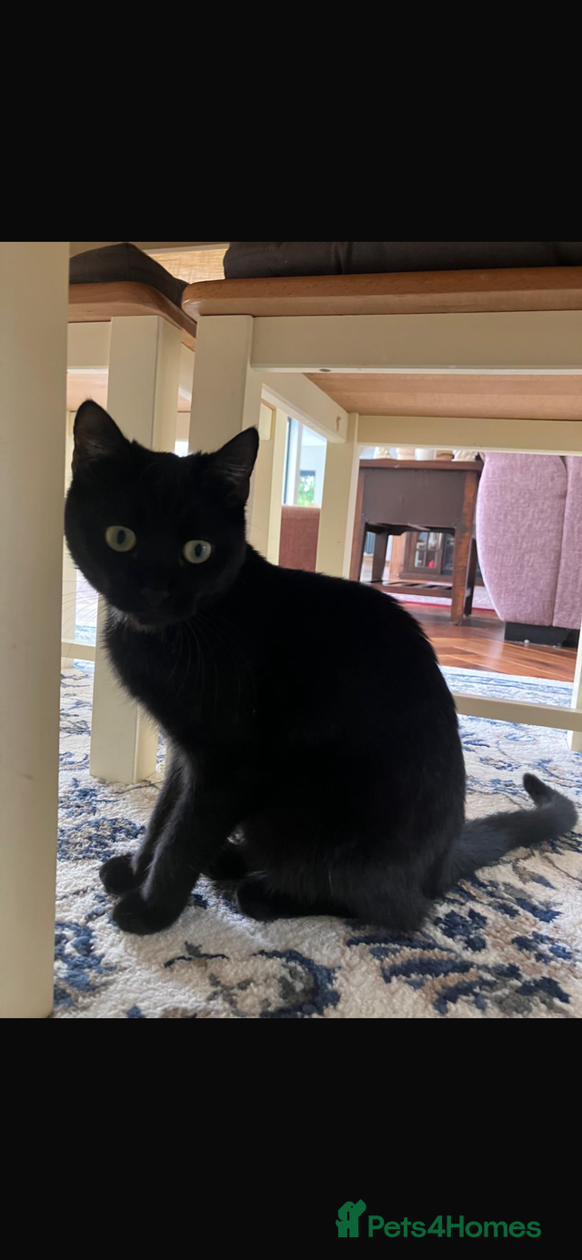 Kiki looking for new home for sale in Bromley | Pets4Homes