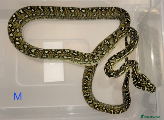 Diamond Carpet Pythons for sale in Lutterworth | Pets4Homes