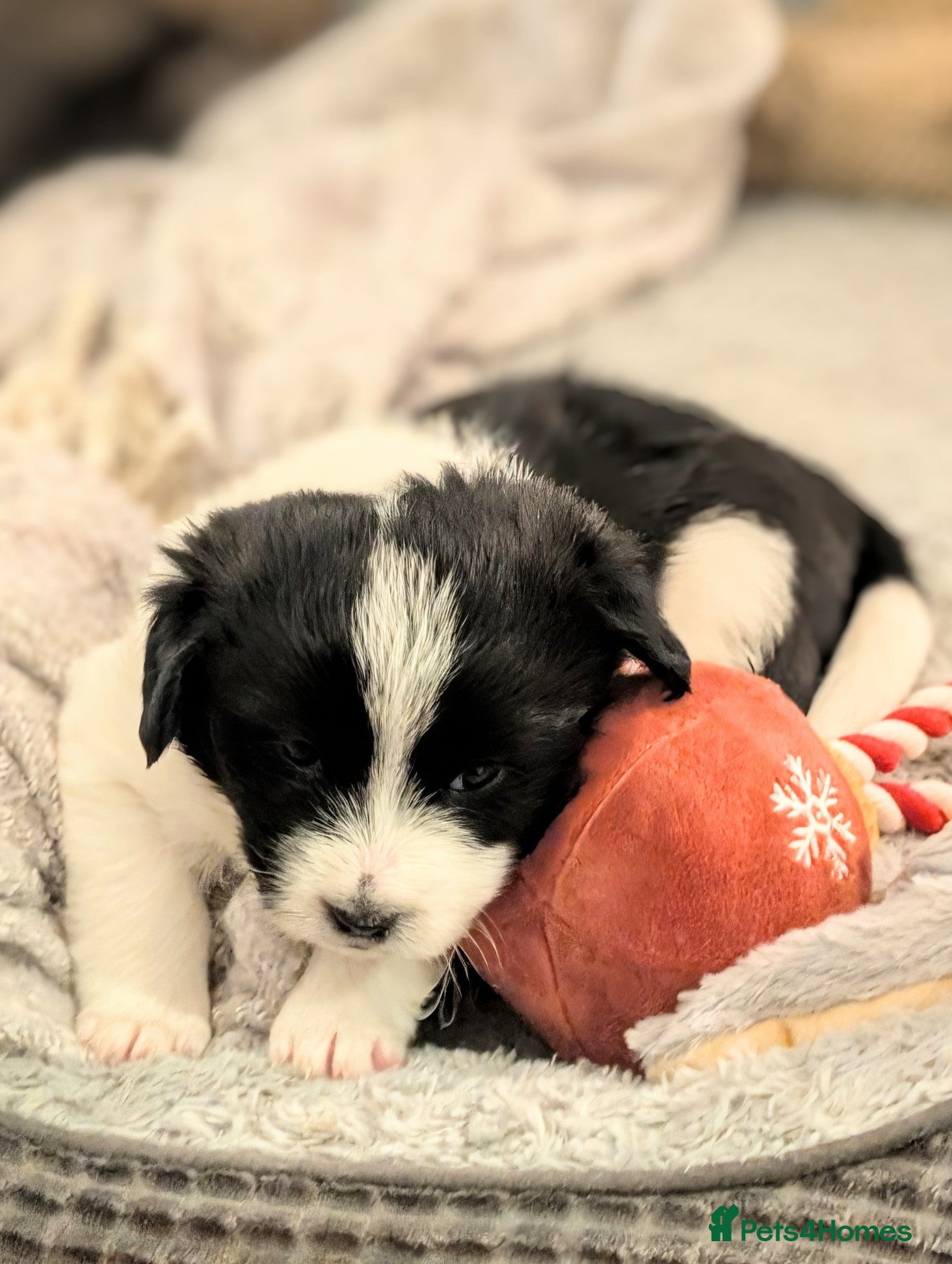 shitzu cross puppy for sale in Haywards Heath | Pets4Homes