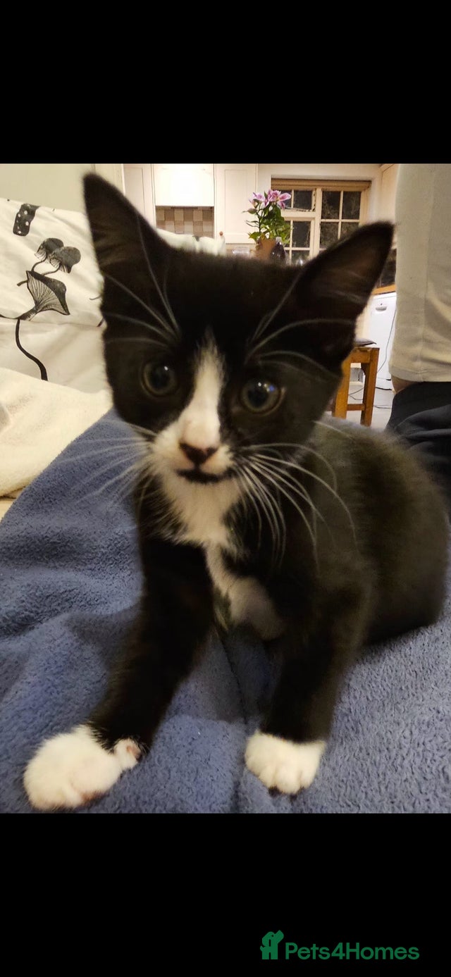 Beautiful mixed breed kittens for sale in Kingsbridge | Pets4Homes