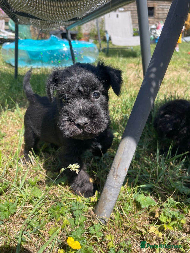Gorgeous littler of beautiful miniature schnauzer for sale in ...