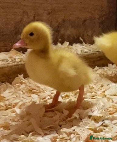 Ducklings Ducks poultry for sale | Pets4Homes