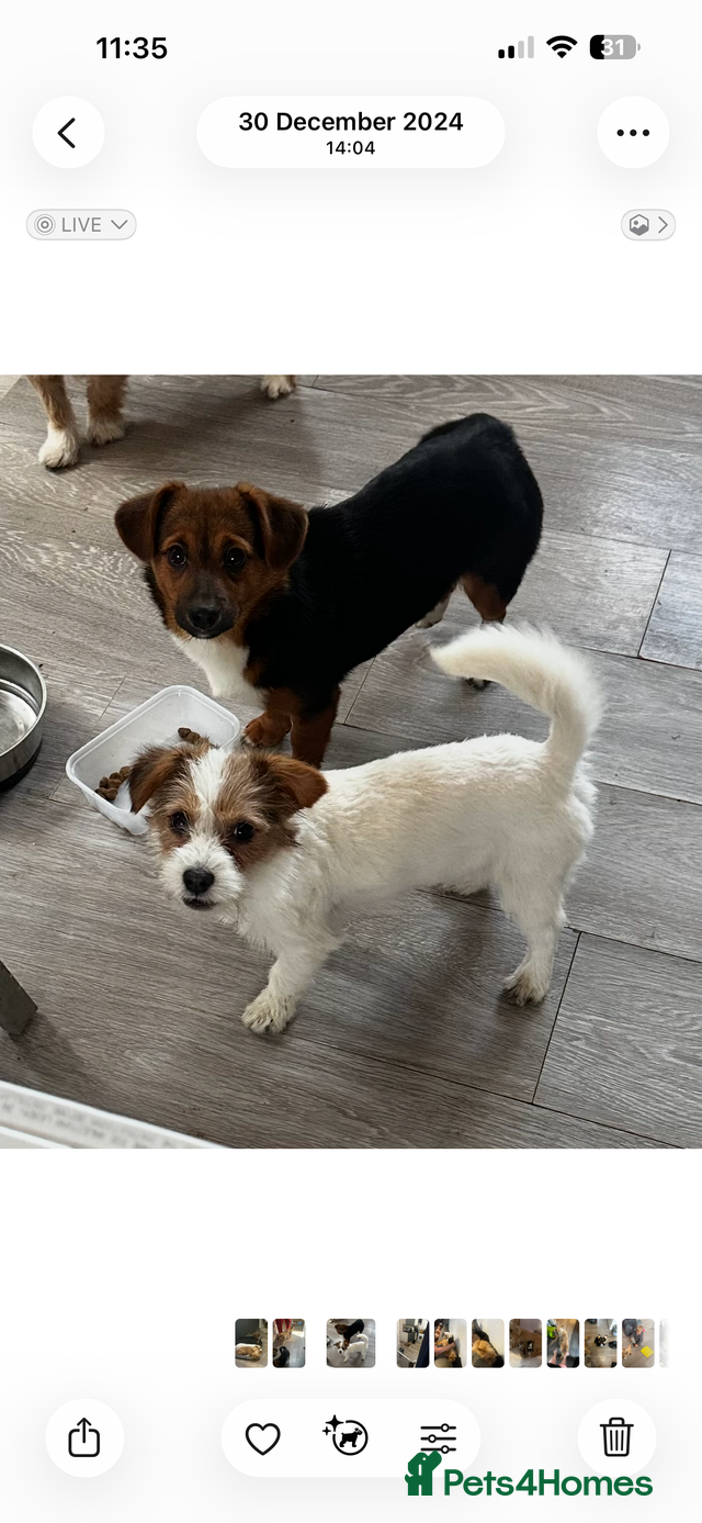 2 lhasa jack russell bitches for sale in Pontefract | Pets4Homes
