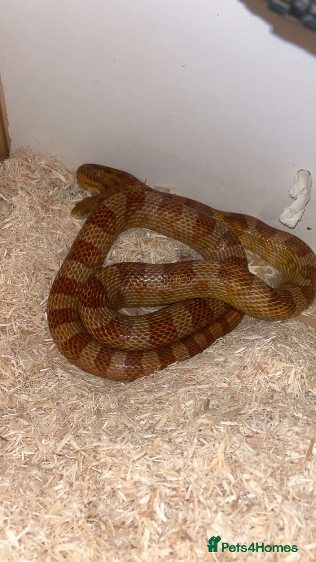 Corn snake and viv for sale in Feltham | Pets4Homes
