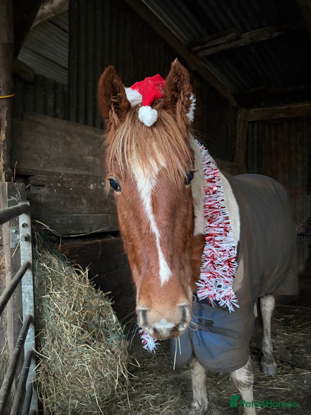 Sweet mare for sale in Perth | Pets4Homes