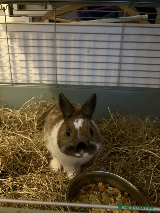Male rabbit for sale for sale in Camberley | Pets4Homes
