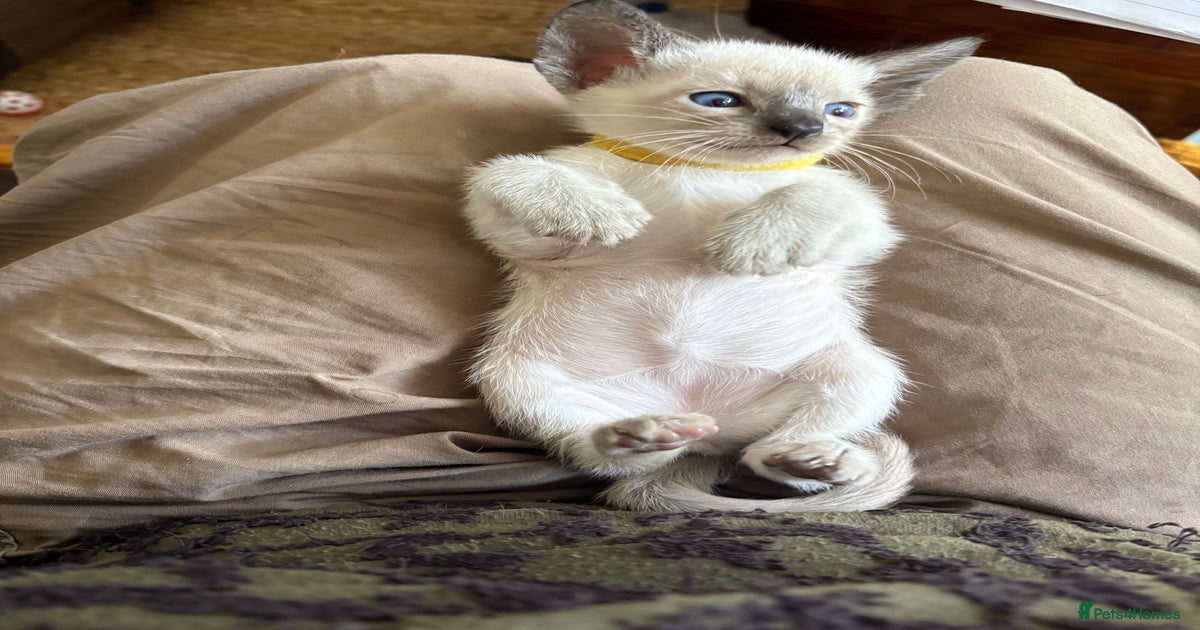 Siamese kittens for sale for sale in Sheffield | Pets4Homes