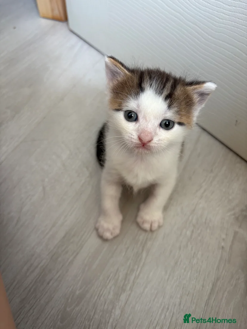 3 Gorgeous Kittens for sale in Hartlepool | Pets4Homes