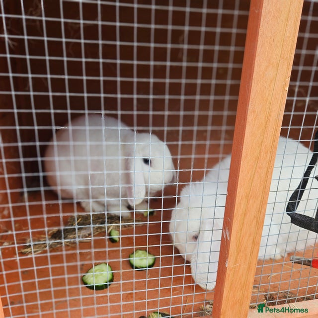2 white female rabbits for sale in Wigan | Pets4Homes