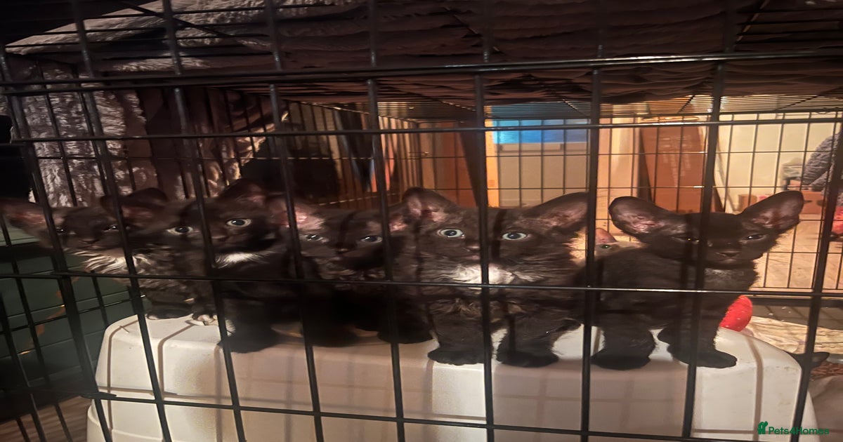 Sphynx cross kittens for sale in Portsmouth | Pets4Homes