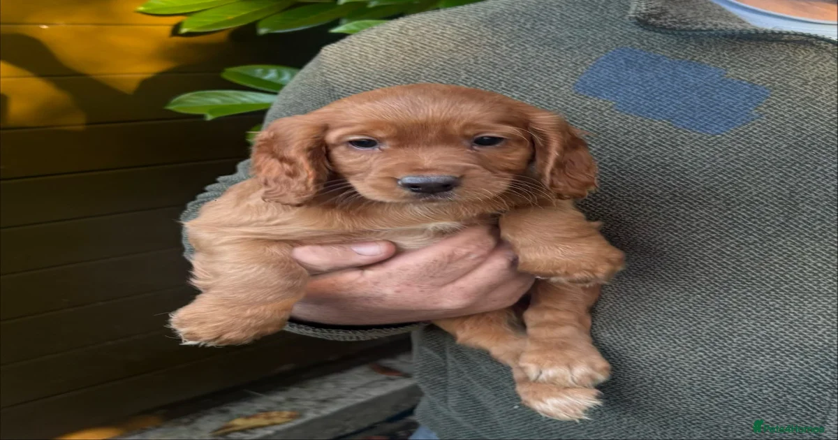 Cocker Spaniel Puppies for sale in England | Pets4Homes