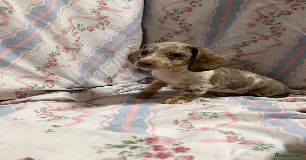 miniature dash hound puppys for sale in Dartford | Pets4Homes
