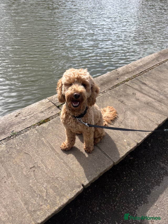 Male 2 year old cockapoo for sale in Lingfield | Pets4Homes