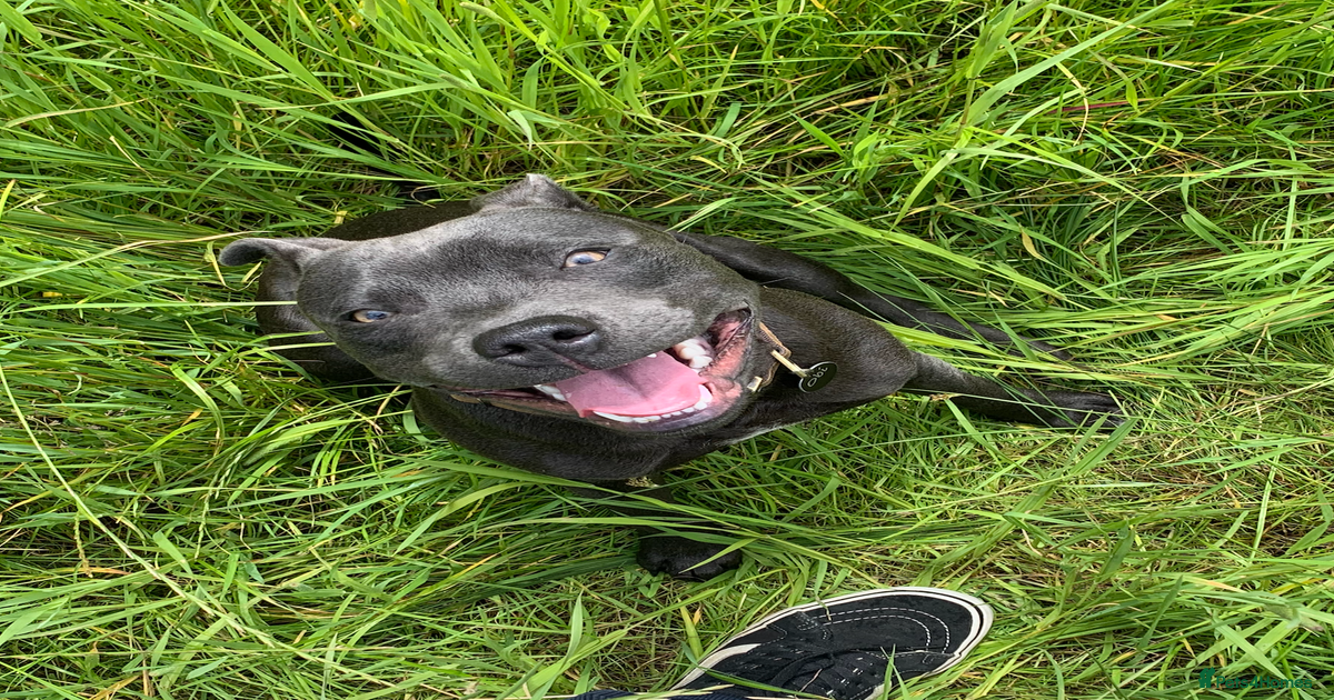 Beautiful Pedigree Blue Staffy Stud for stud in Manchester | Pets4Homes