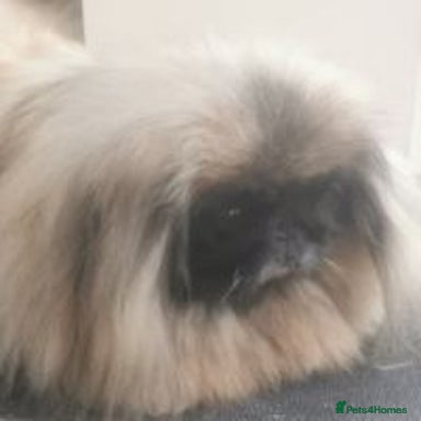 Pekingese breeders | Pets4Homes