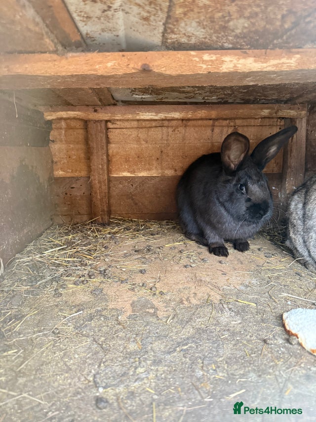 Rabbits for you for sale in Boston | Pets4Homes