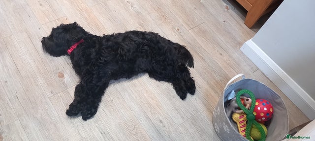 Lovely 10 month old Black Cockerpoo for sale in Lincoln | Pets4Homes