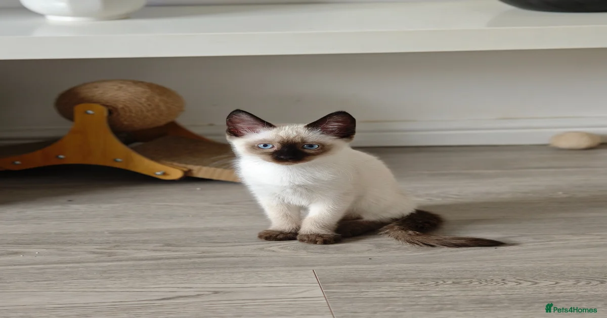 Siamese Kittens for sale | Pets4Homes