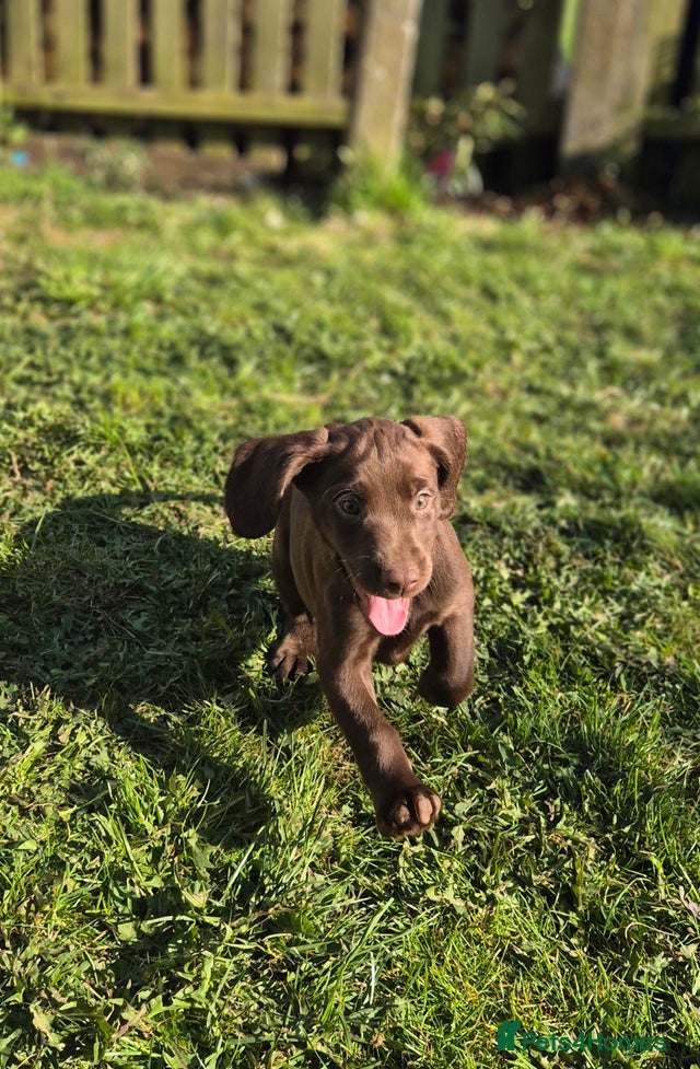 Chocolate and merl cockerdor puppies for sale in Bishop Auckland ...