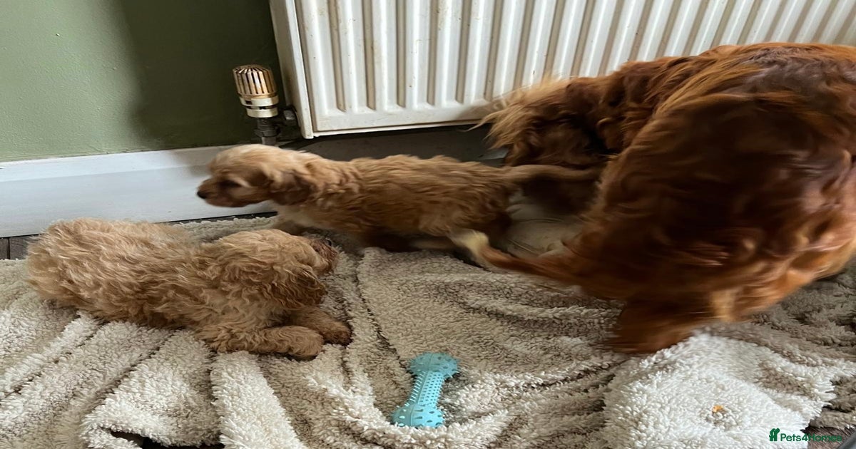 Cockapoos for sale ready to leave now for sale in Derby | Pets4Homes