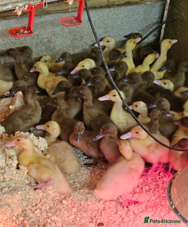 Cherry valley duck Ducks poultry for sale | Pets4Homes