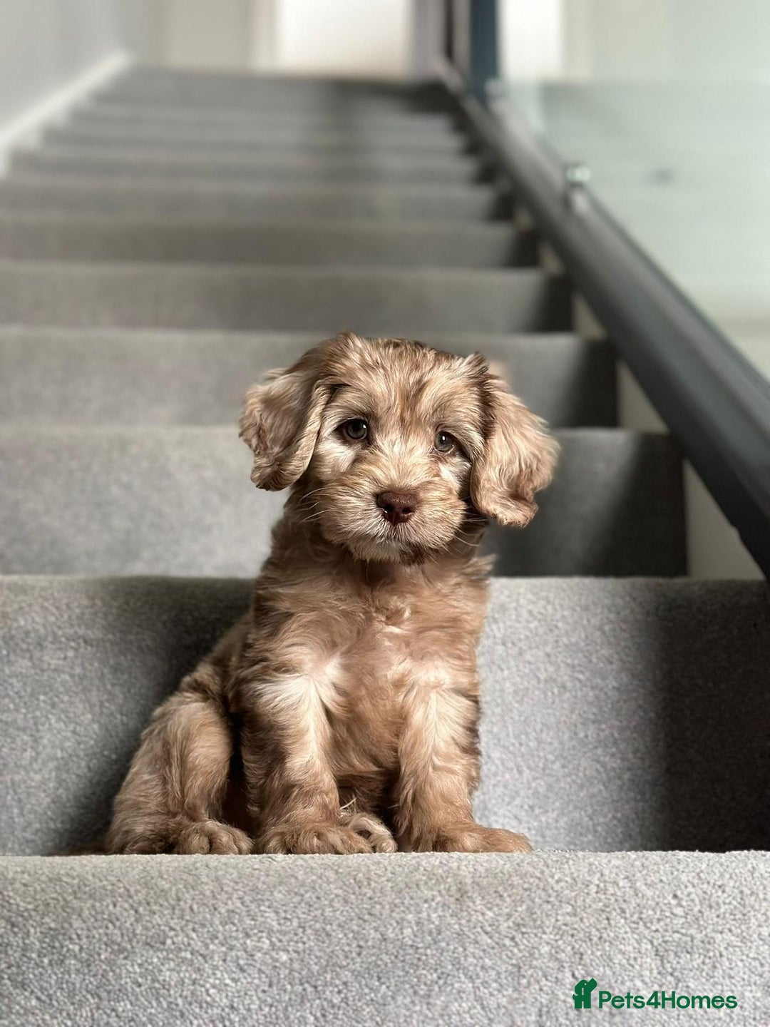 5 Boys - 3 week old - Sproodle Puppies for sale in Bournemouth | Pets4Homes