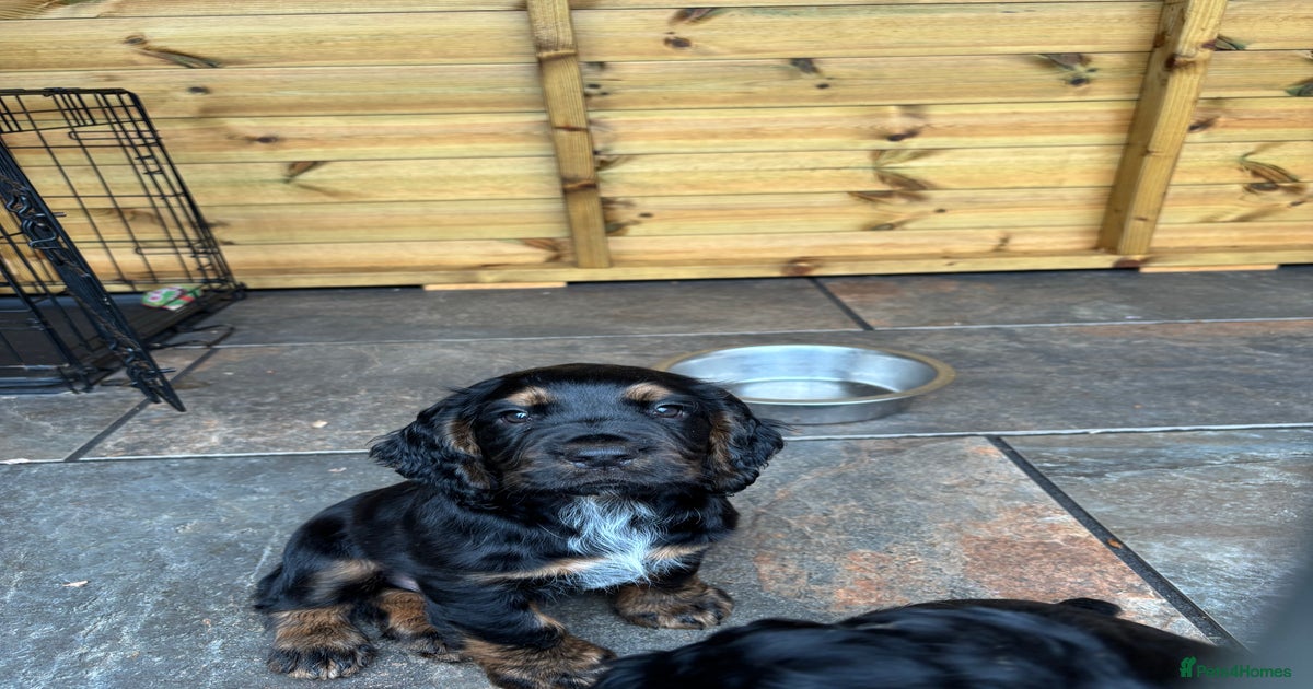 Working cocker spaniel boy for sale in York | Pets4Homes