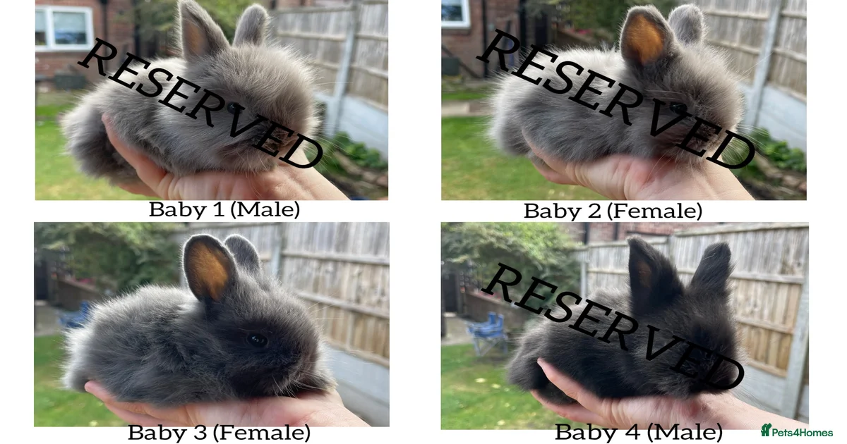 Grey Rabbits for Sale for sale | Pets4Homes