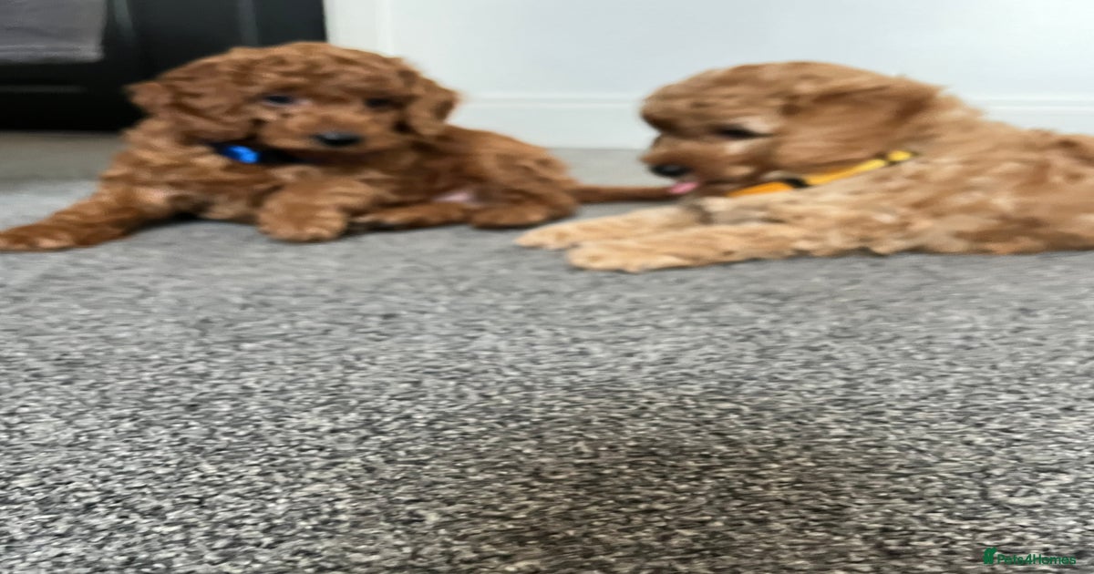 Stunning deep red and apricot KC reg Toy Poodles for sale in Leicester ...