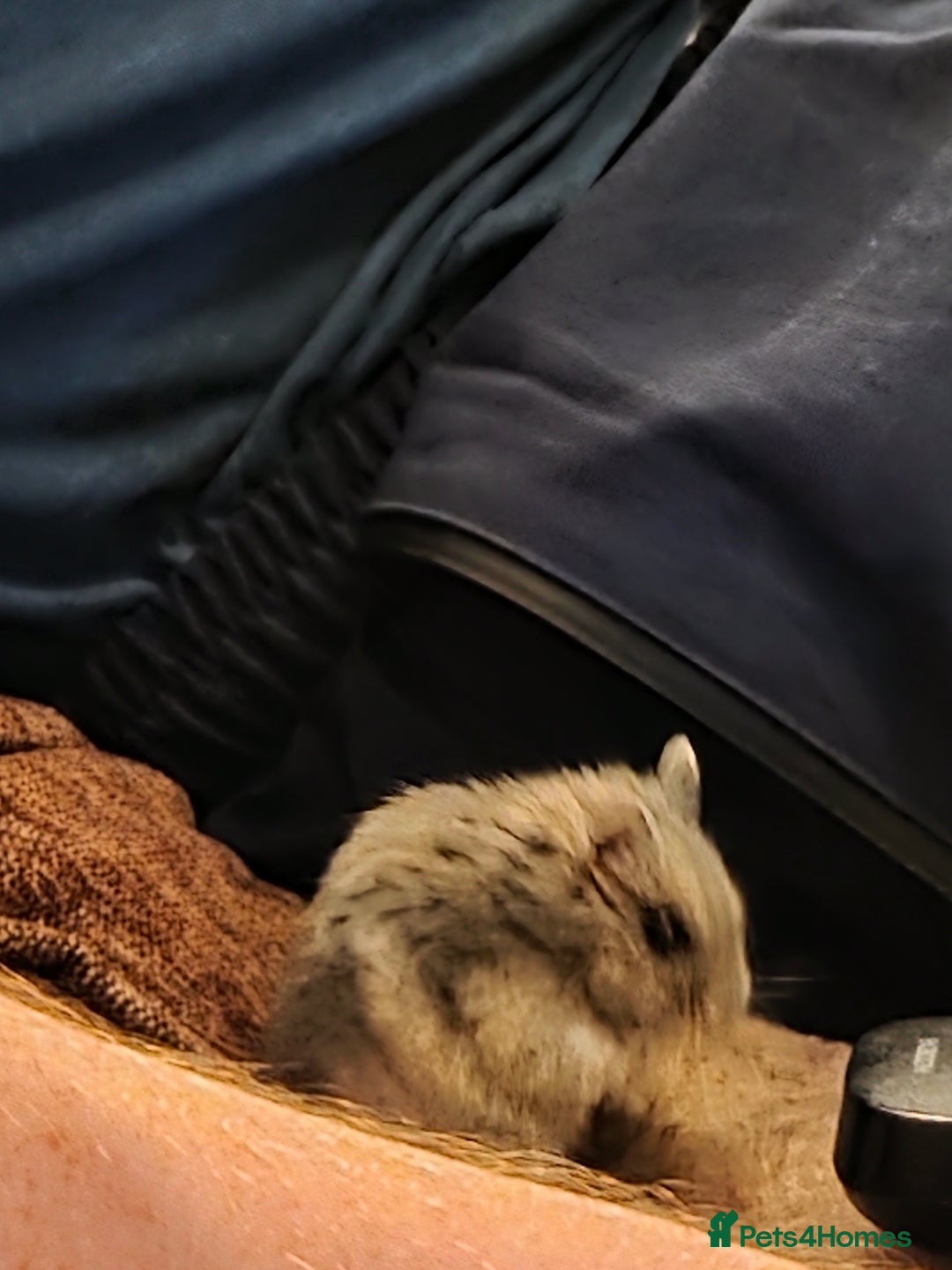 Russian dwarf hamster for sale in Willenhall | Pets4Homes